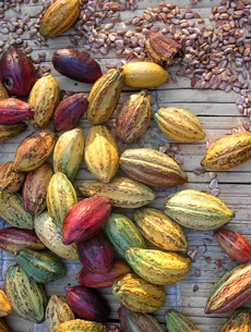 “Food of the Gods” – April 2018 – The Transition Kitchen